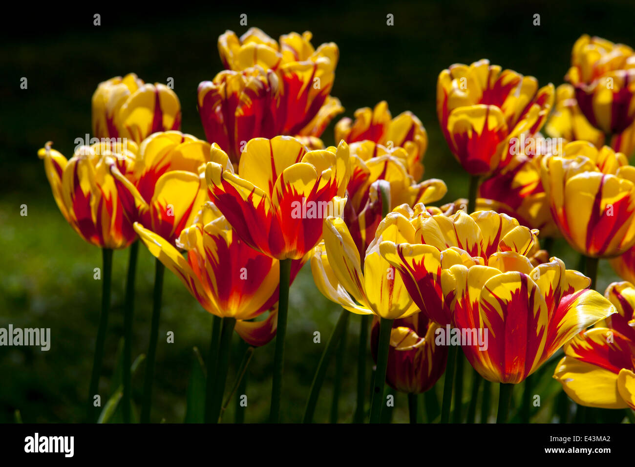 Colorful garden detail hi-res stock photography and images - Alamy