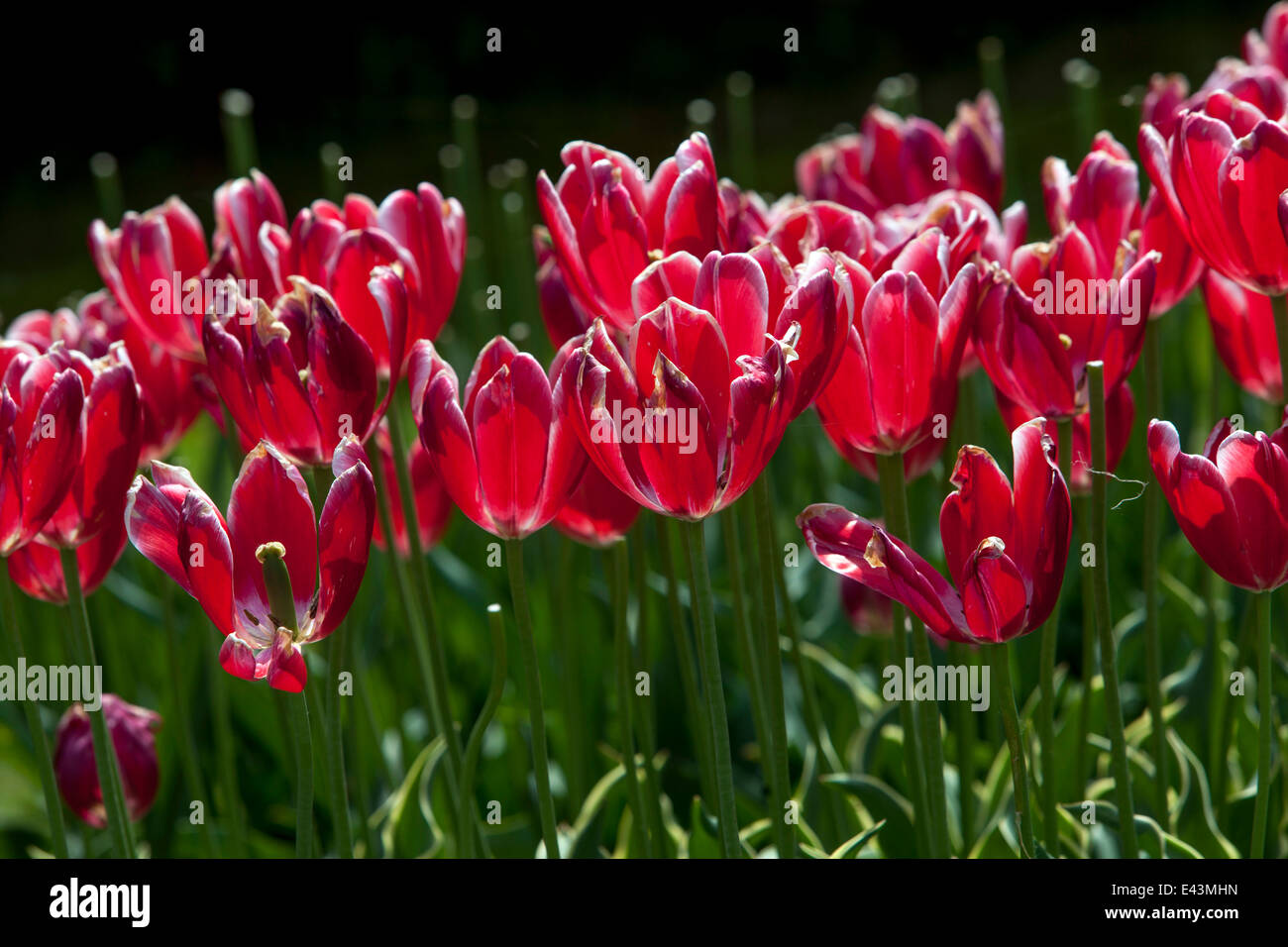 Red Tulips garden Stock Photo - Alamy