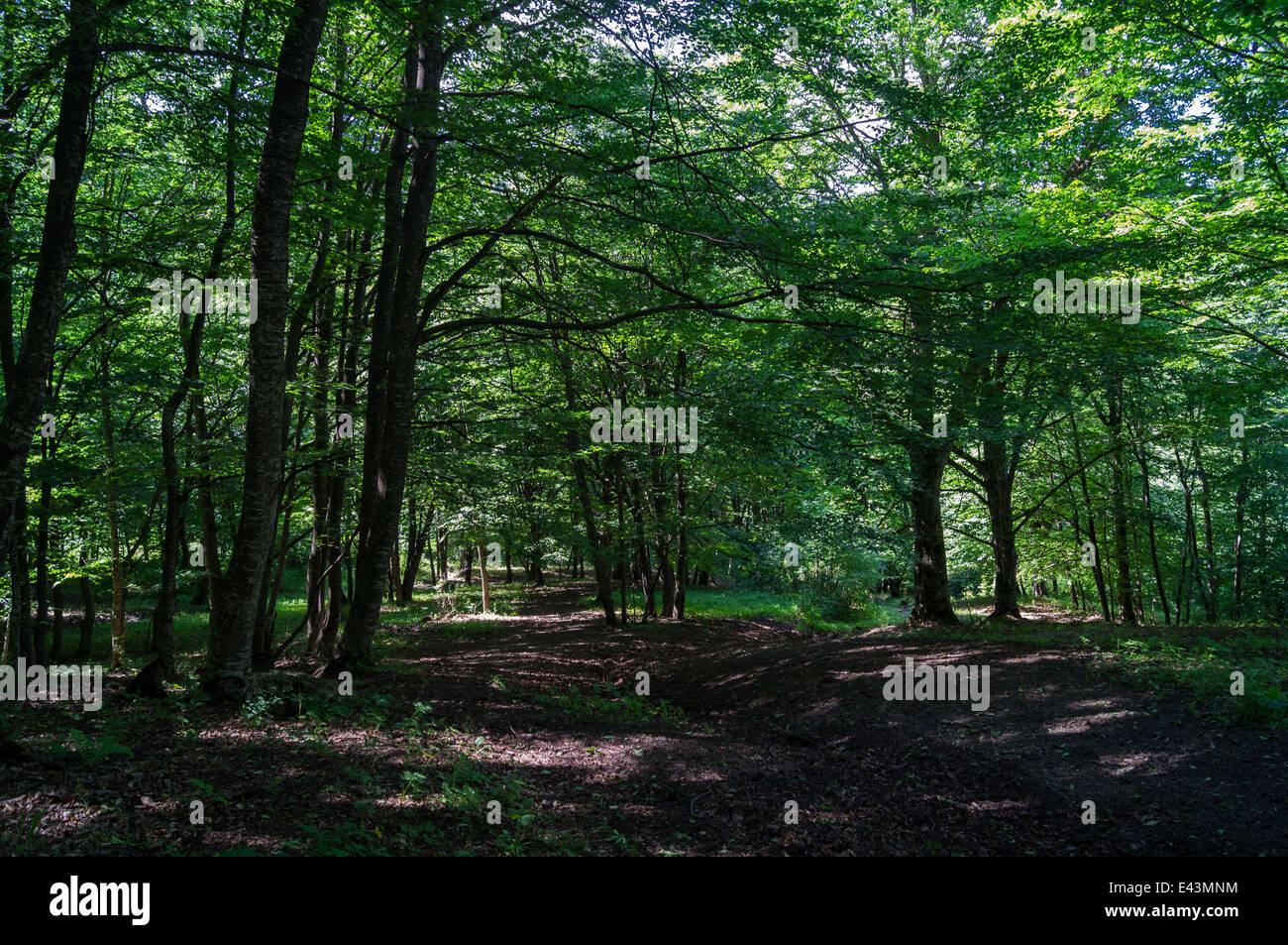 Deep into forest hi-res stock photography and images - Alamy