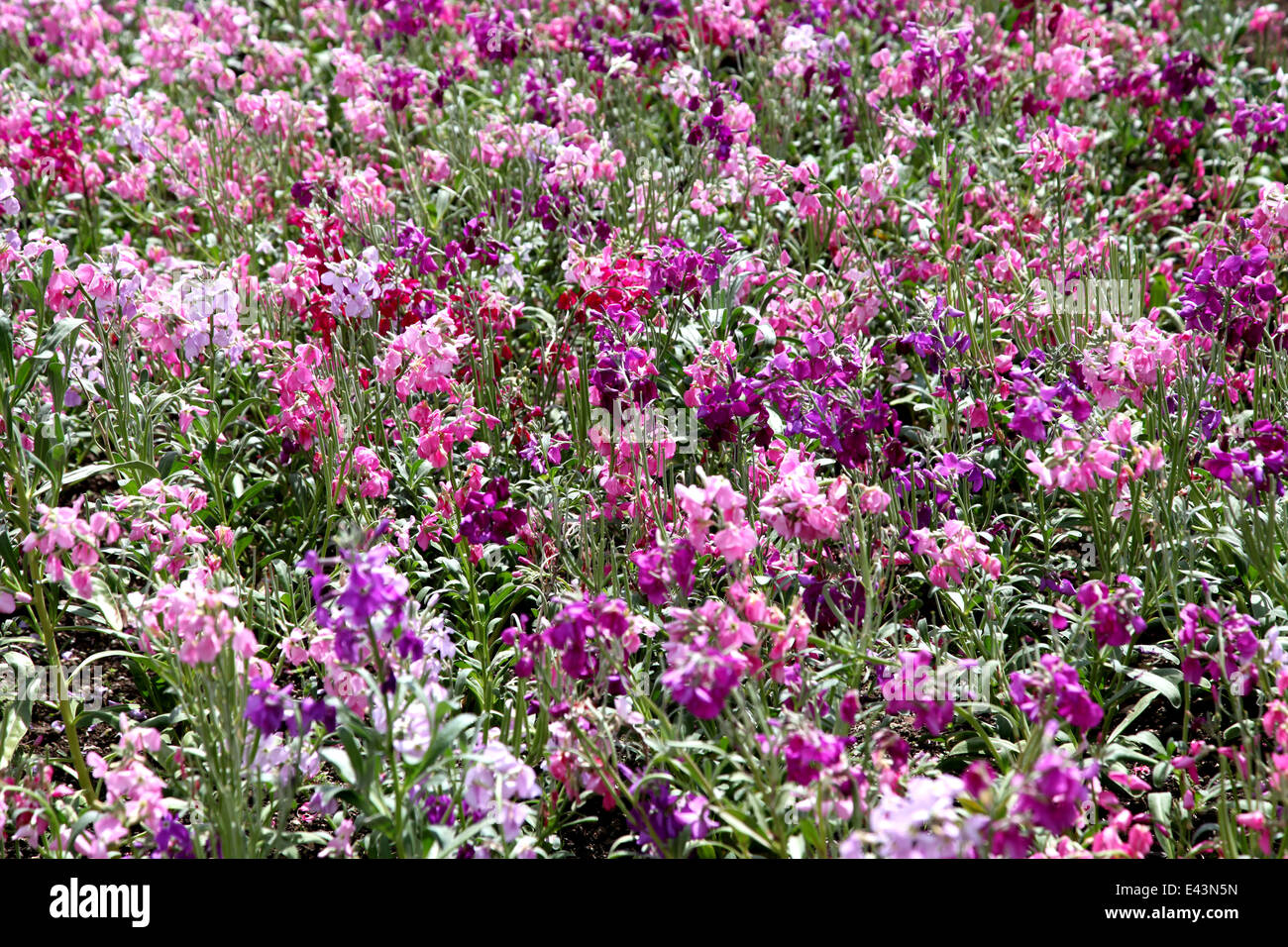 Night scented stocks hi-res stock photography and images - Alamy