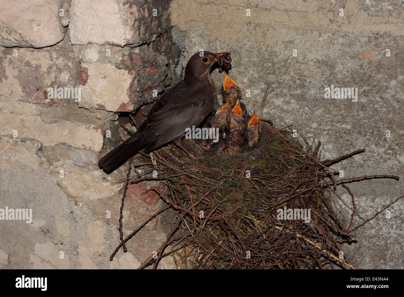 Blackbird nesting and chick rearing Stock Photo - Alamy