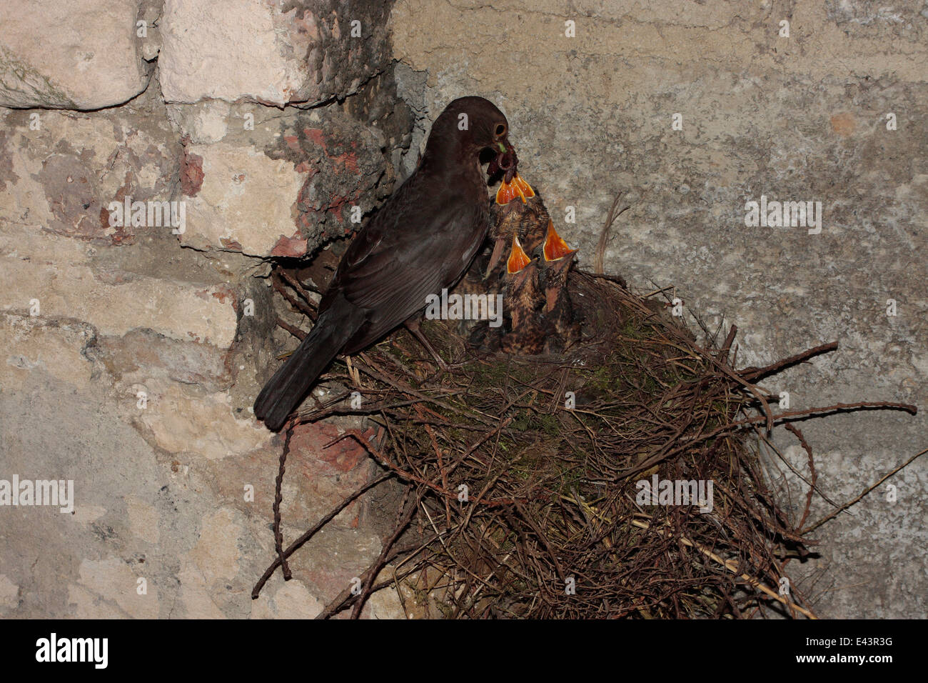 Blackbird nesting and chick rearing Stock Photo - Alamy