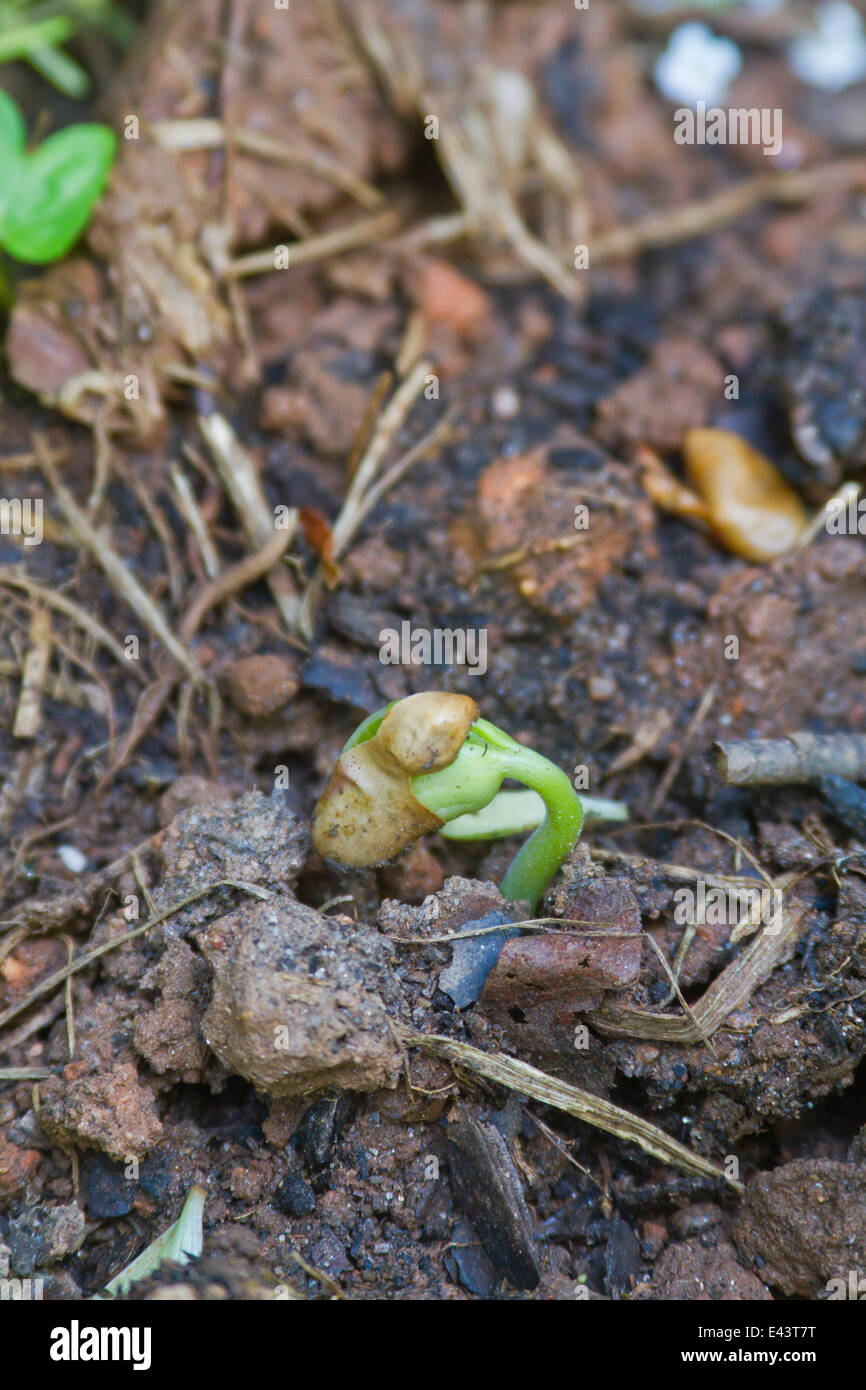 Seedling cycles hi-res stock photography and images - Alamy