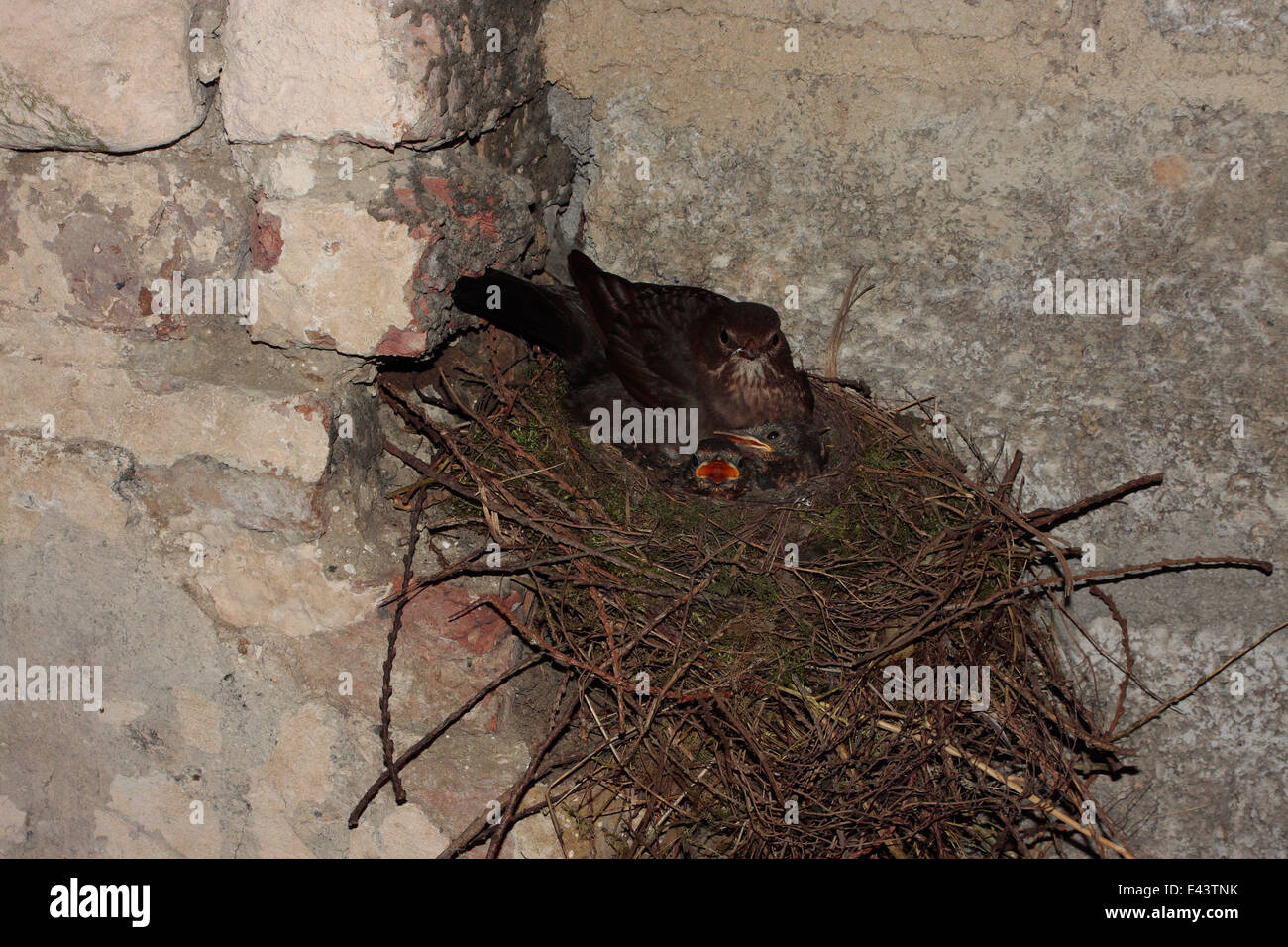Blackbird nesting and chick rearing Stock Photo - Alamy