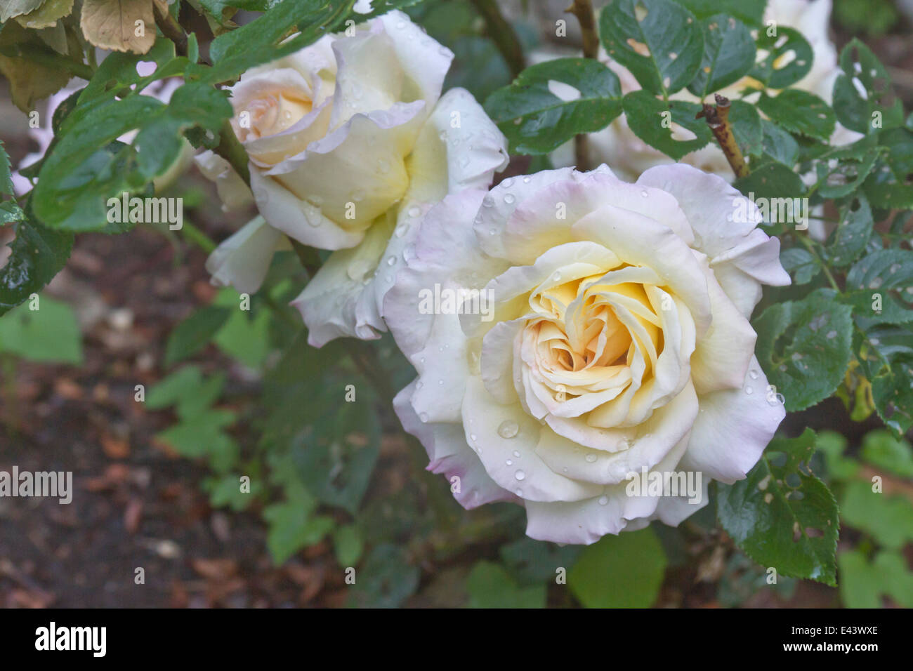 Close up of light pink and yellow Peace tea roses splashed with rain ...