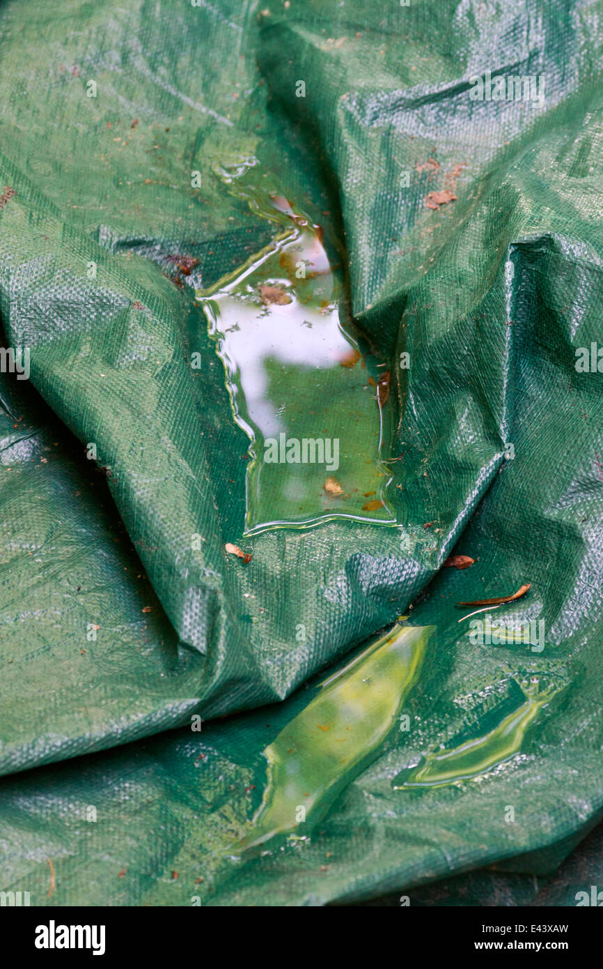 Insect breeding habitat hi-res stock photography and images - Alamy