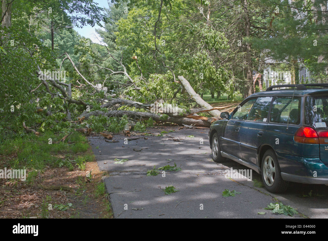 Storm downed oak tree completely blocks a street stopping a car in its ...