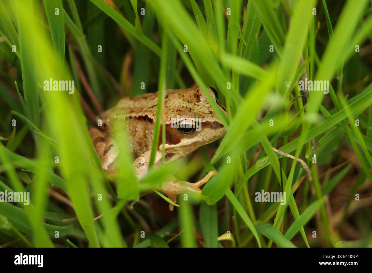 Common Frog in damp pasture rana temporaria amphibians Irish UK ...