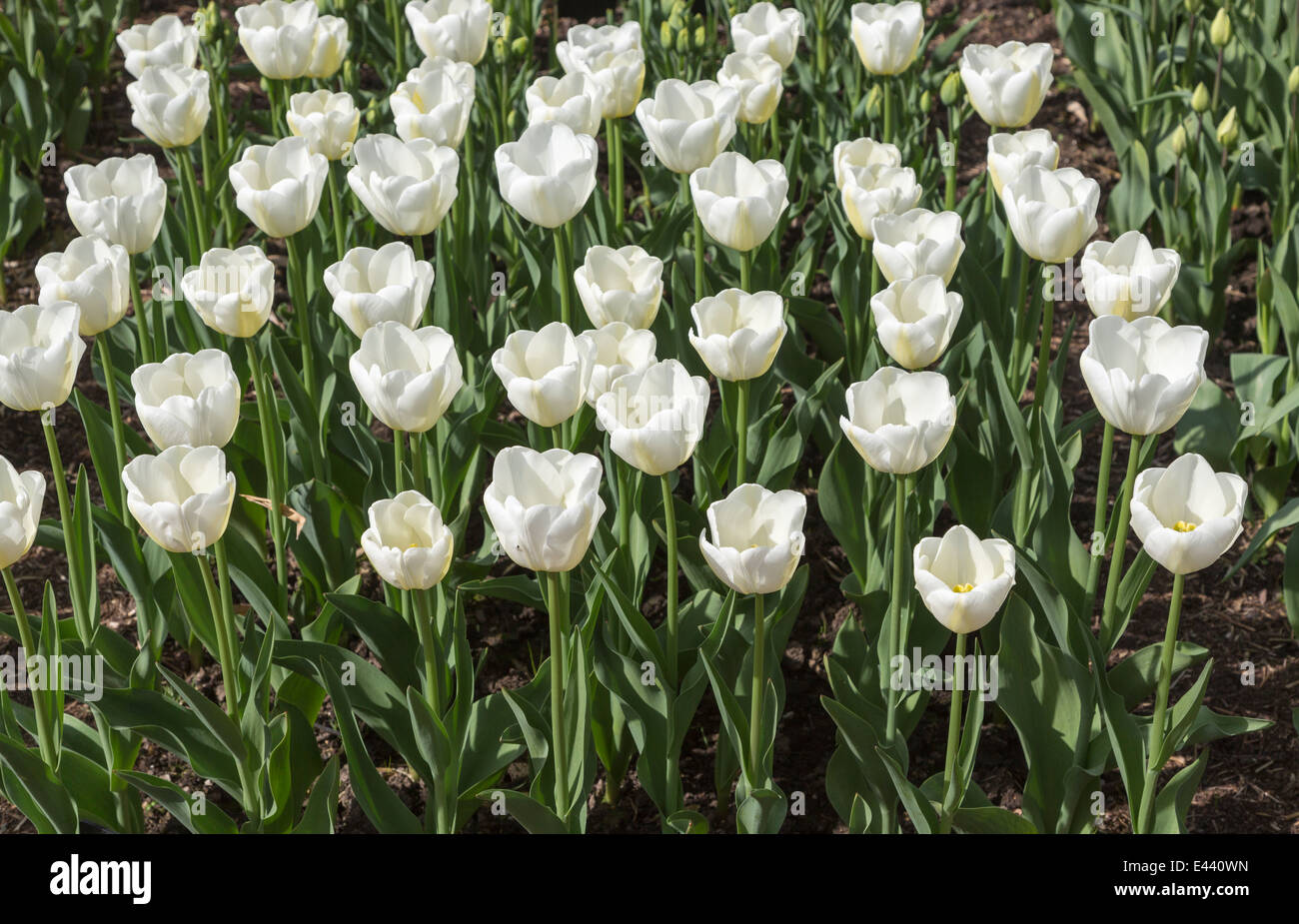 Pretty white tulip, 'Angels Wish' Stock Photo - Alamy