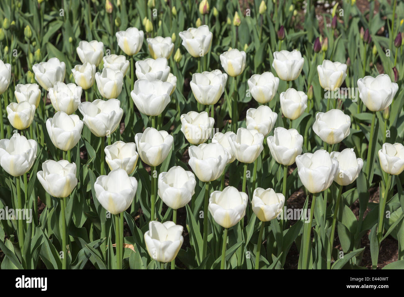 Pretty white tulip, 'Angels Wish' Stock Photo - Alamy