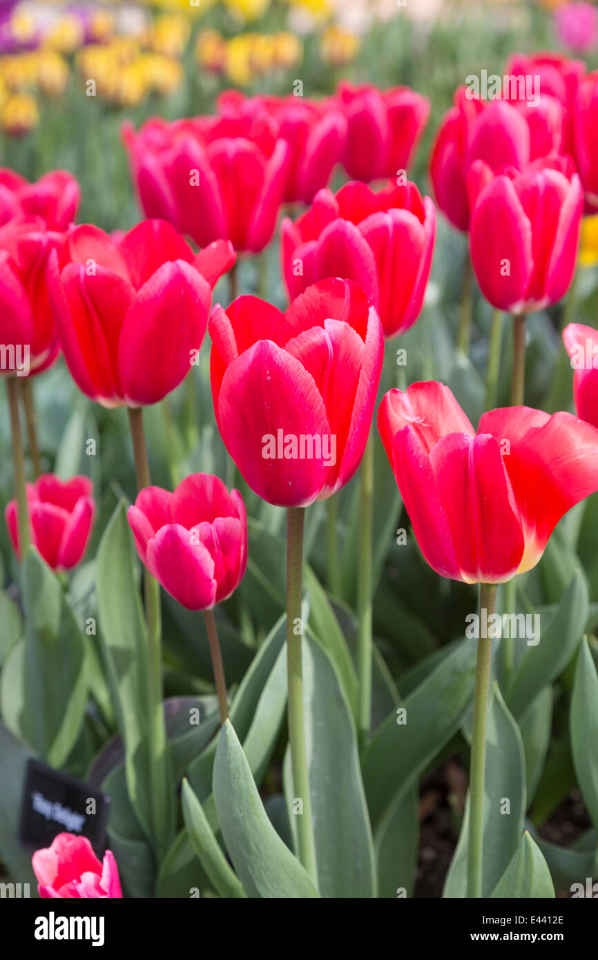 Striking red tulip 'Rosy Delight' Stock Photo - Alamy