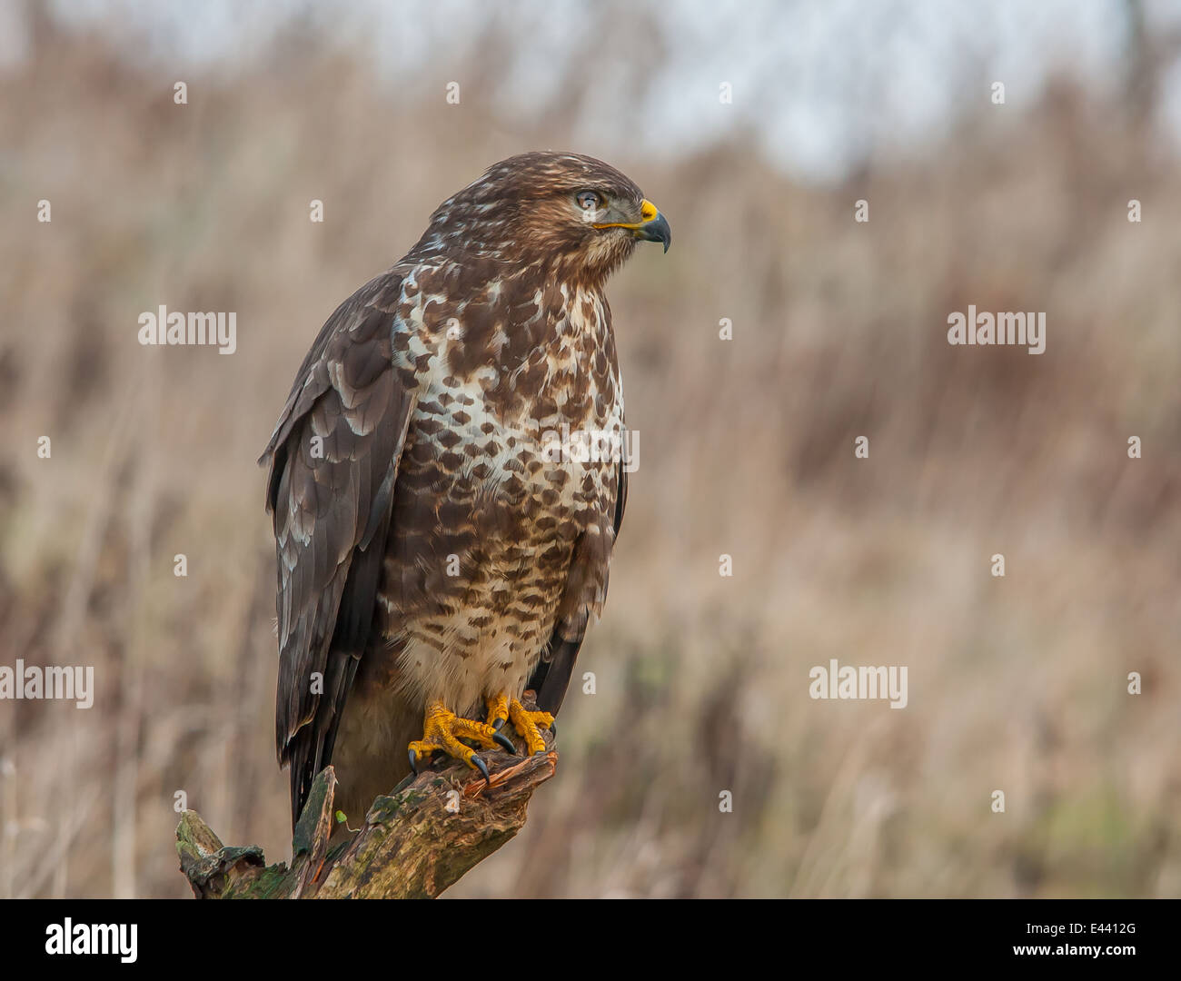Dead buzzard hi-res stock photography and images - Alamy