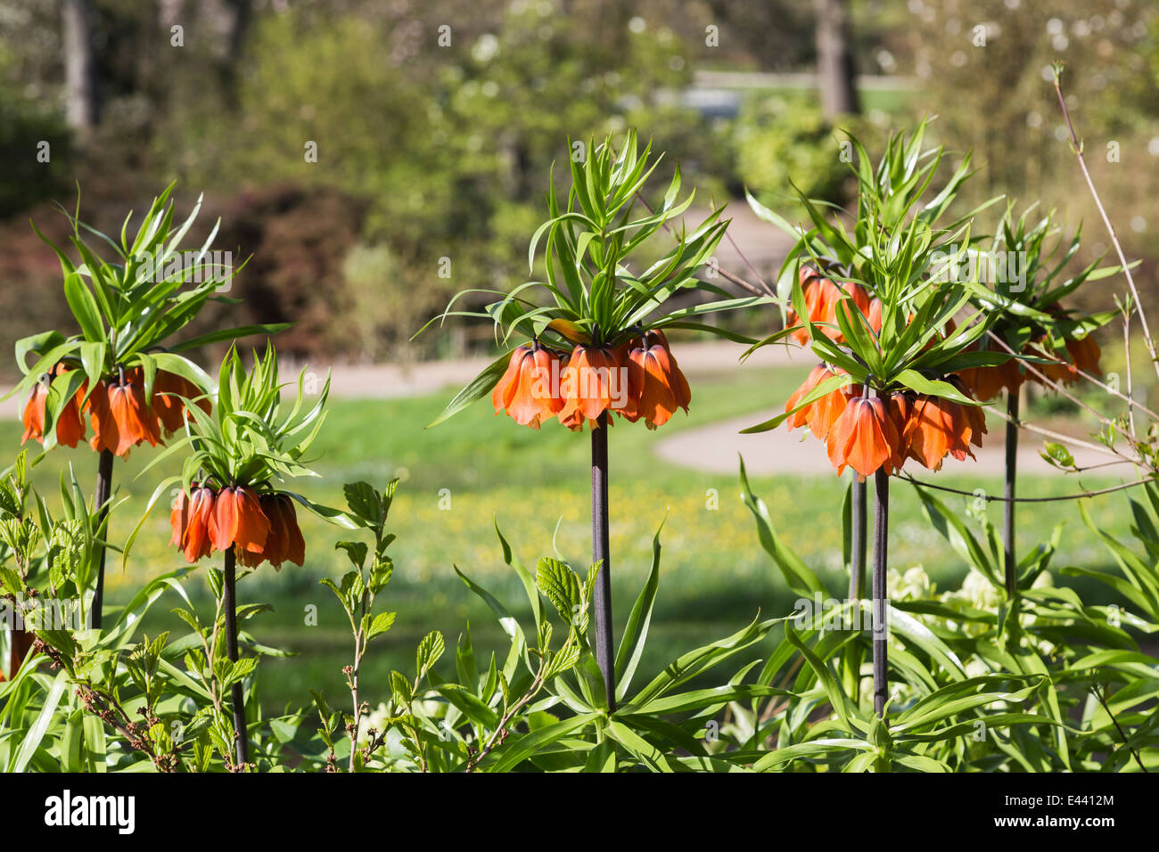 Magnificent orange crown imperial fritillaries, Fritillaria imperialis ...