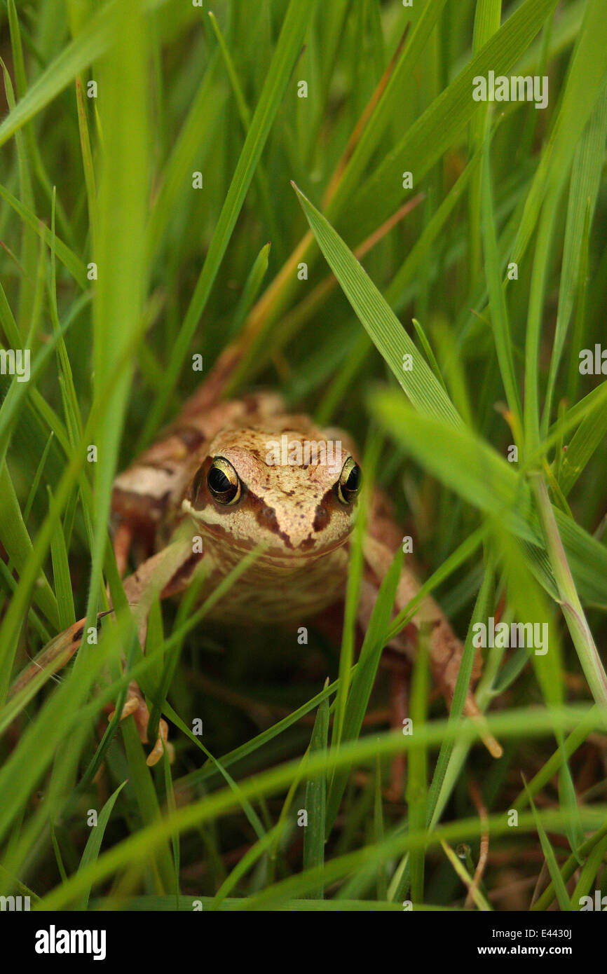 Common Frog in damp pasture rana temporaria amphibians Irish UK ...