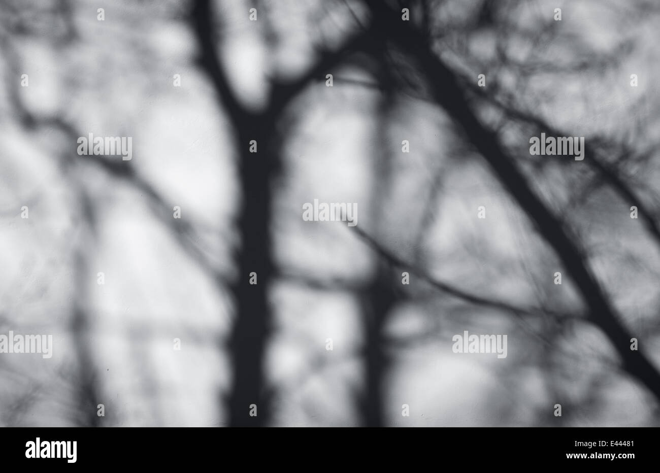 Tree shadow on the White Wall Background Stock Photo - Alamy