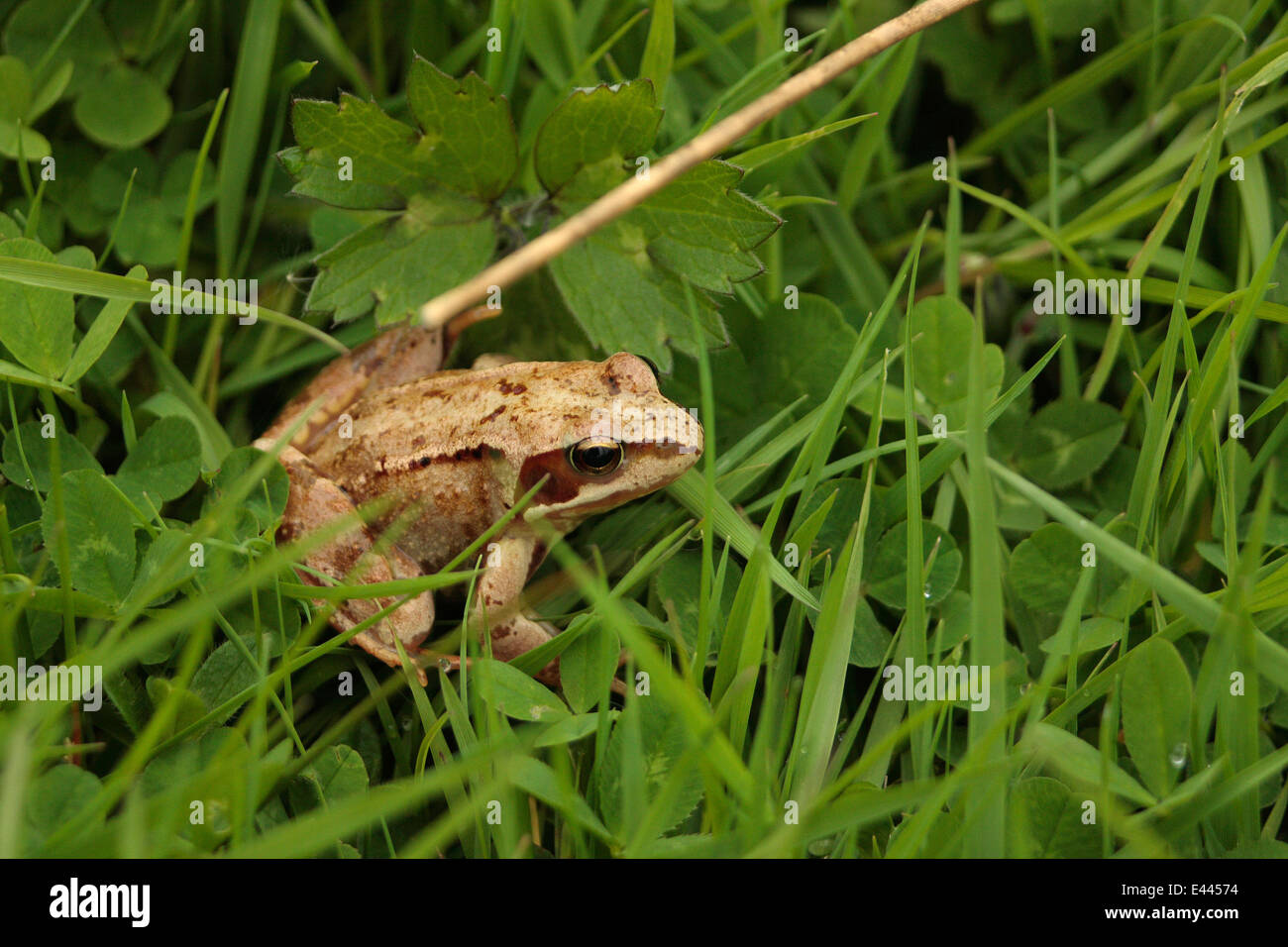 Common Frog in damp pasture rana temporaria amphibians Irish UK ...