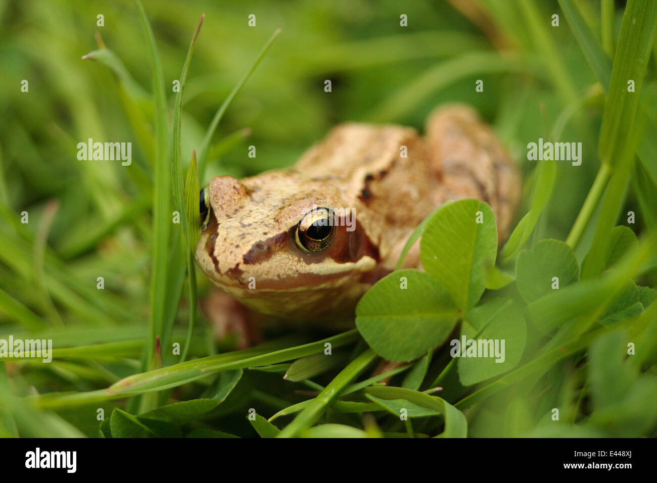 Common Frog in damp pasture rana temporaria amphibians Irish UK ...