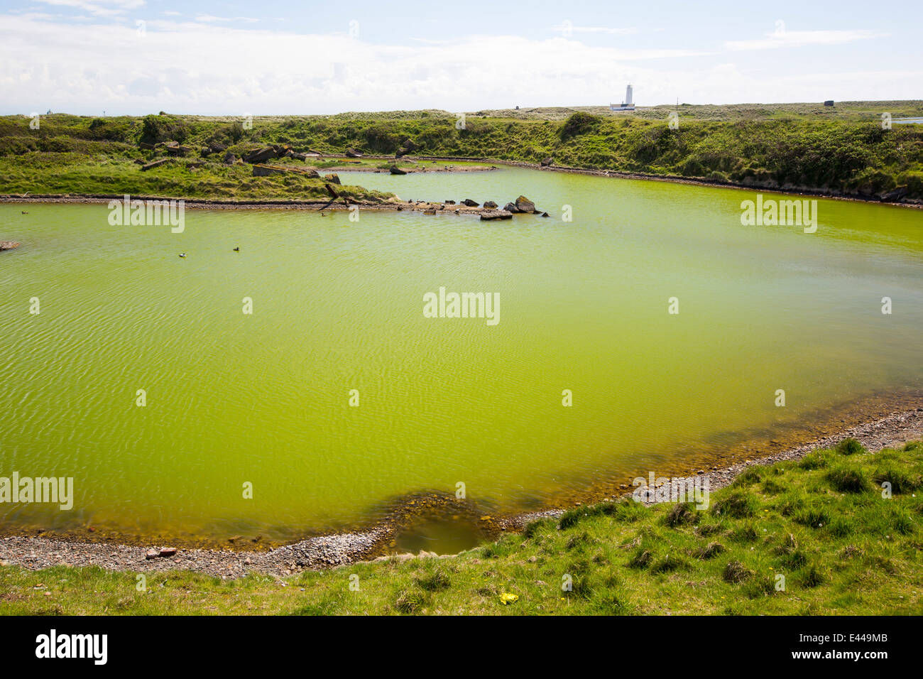Algae growing in pools on South Walney Island off Barrow in Furness ...