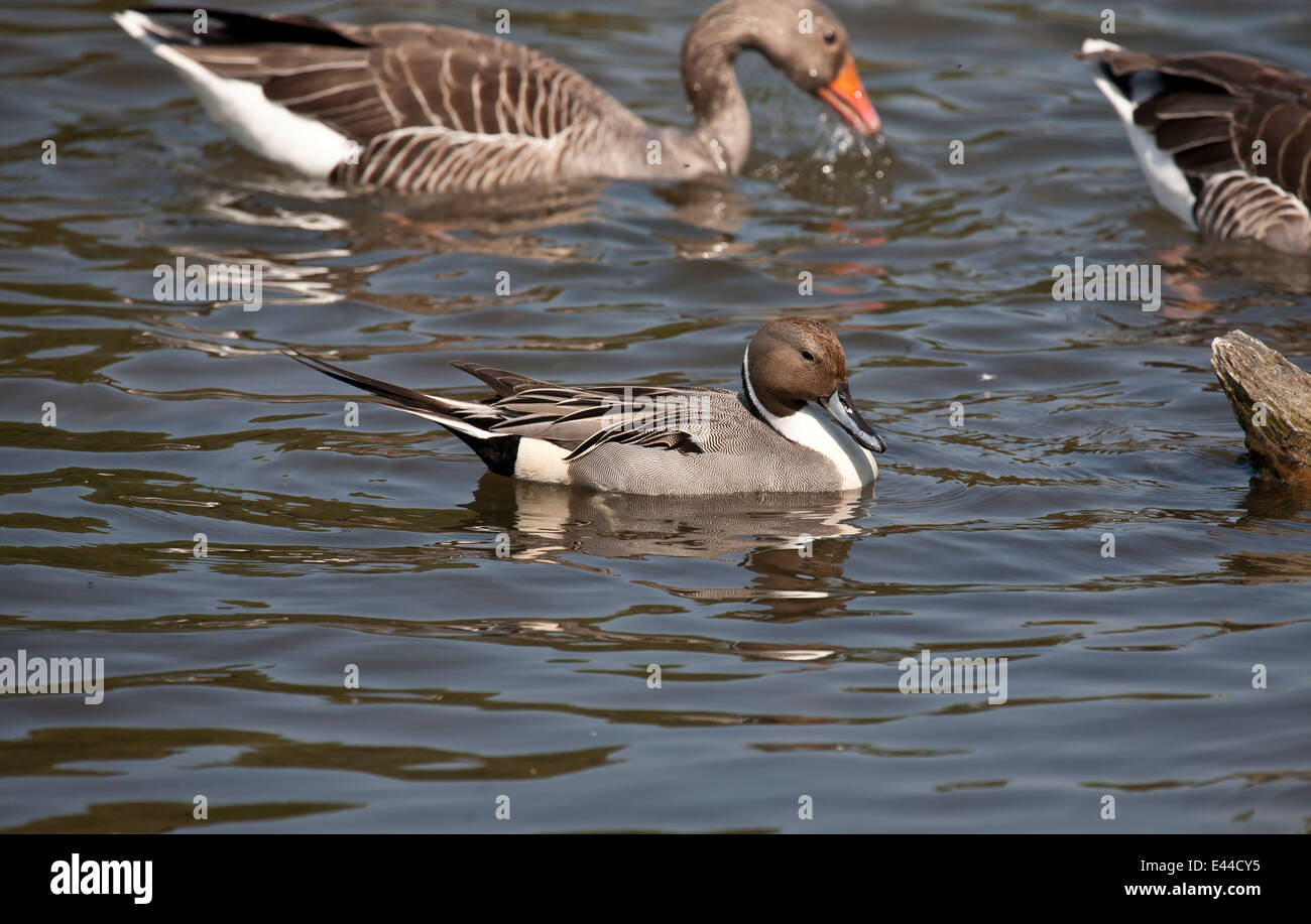 Male Pintail duck with Greylag geese in background Stock Photo - Alamy