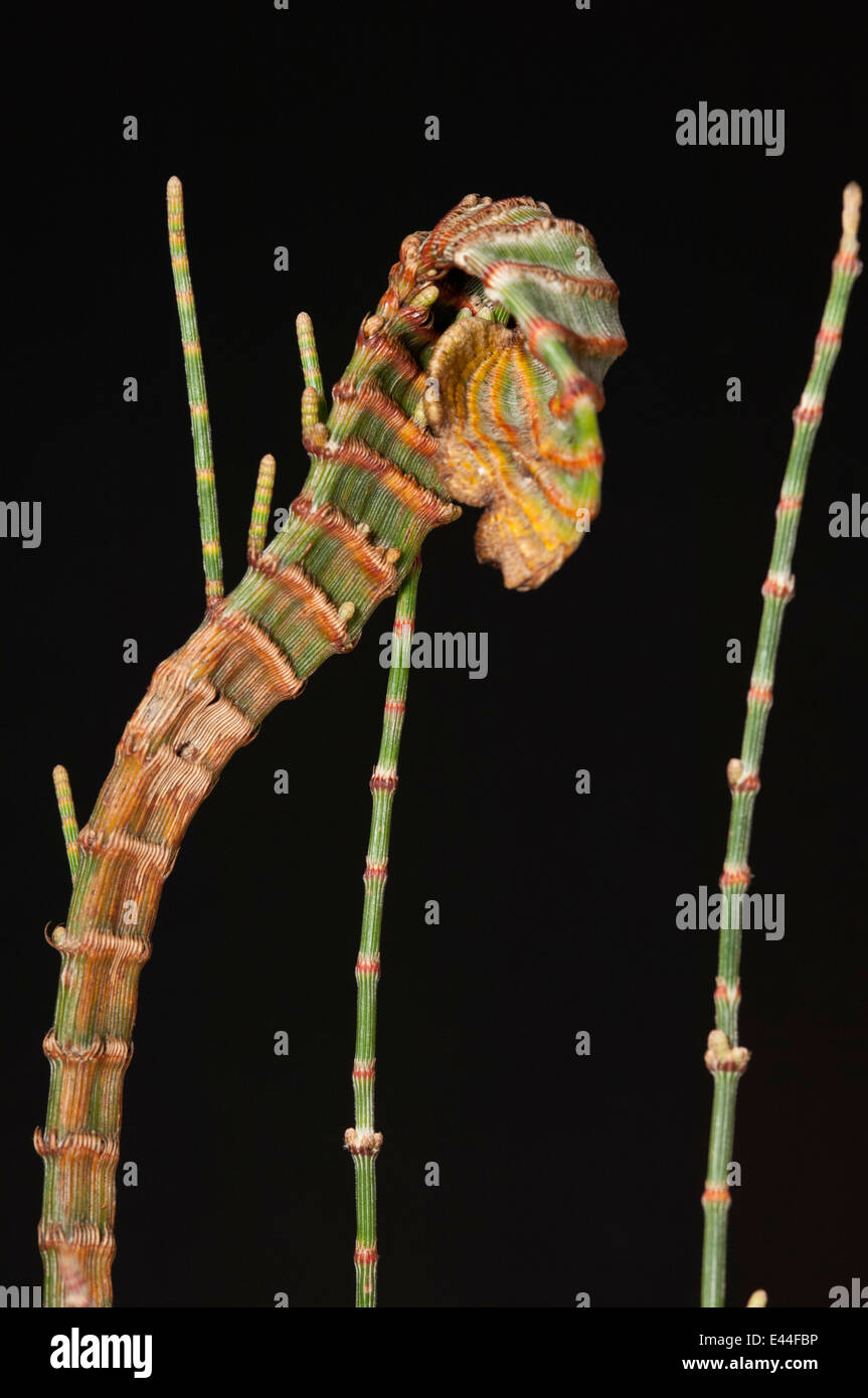 Fasciation hi-res stock photography and images - Alamy