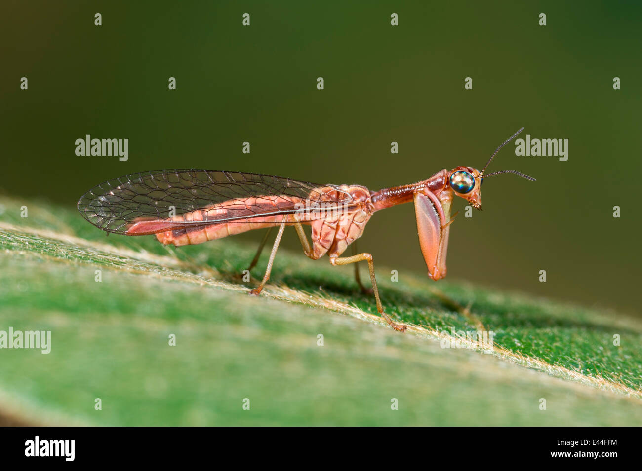Raptorial forelegs hi-res stock photography and images - Alamy