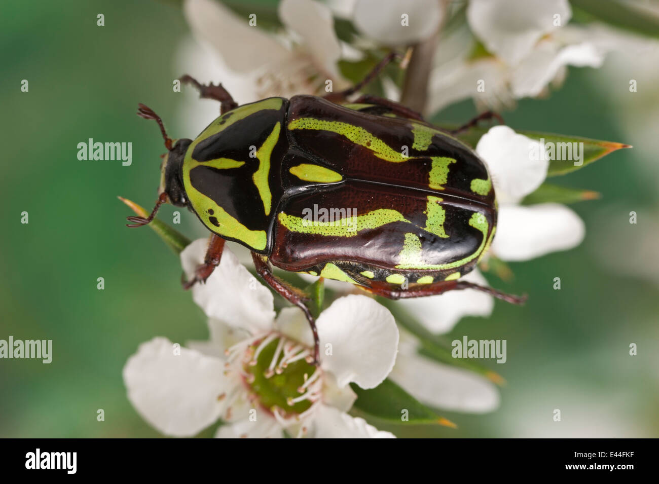 Eupoecila australasiae hi-res stock photography and images - Alamy