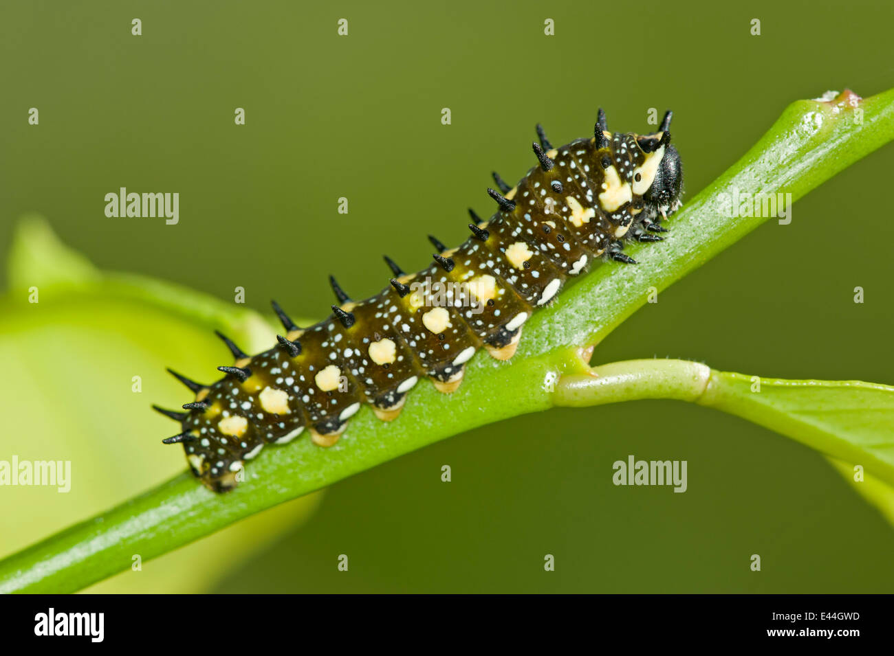 Dainty swallowtail larva Stock Photo - Alamy