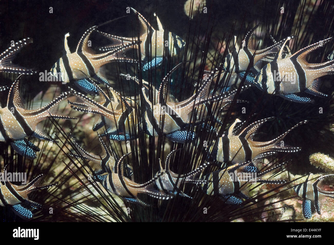 Banggai cardinalfish {Pterapogon kauderni} sheltering amongst the ...