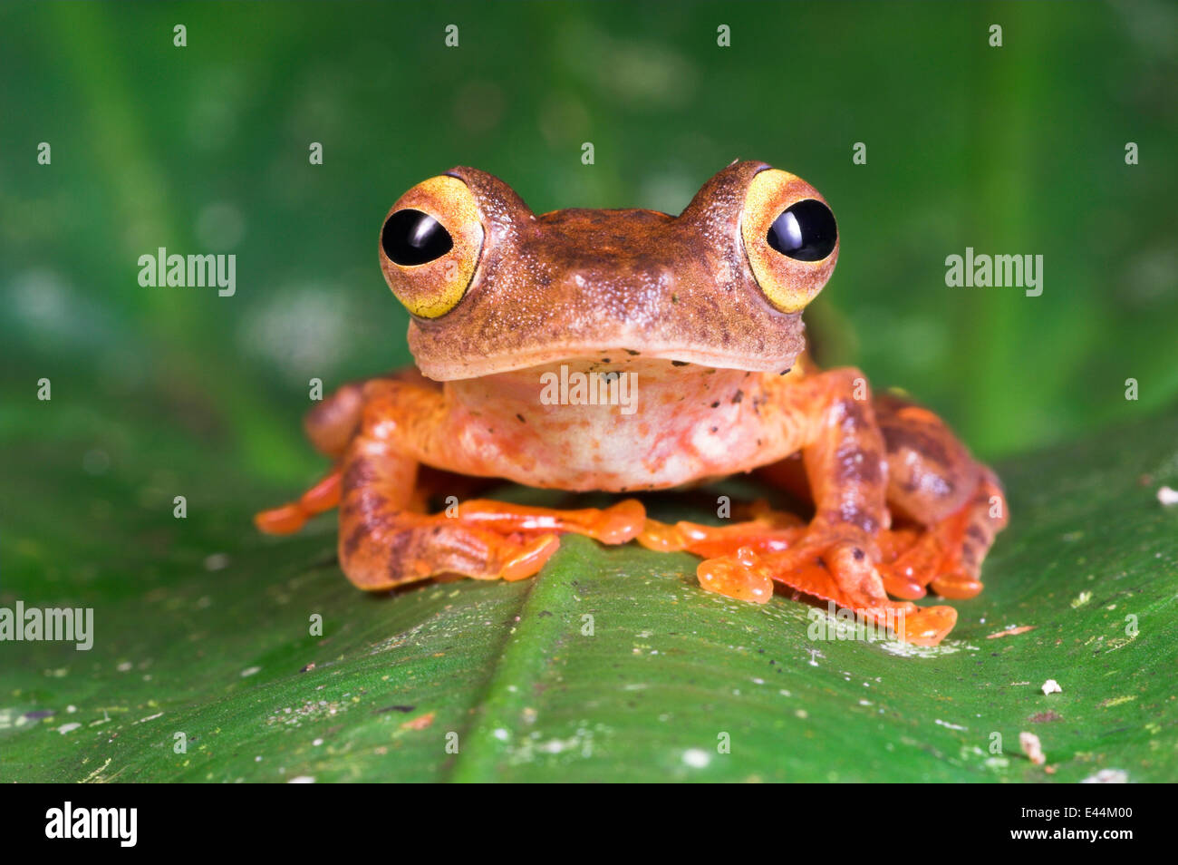 Harlequin Tree Frog {Rhacophorus pardalis} portrait, Danum Valley ...