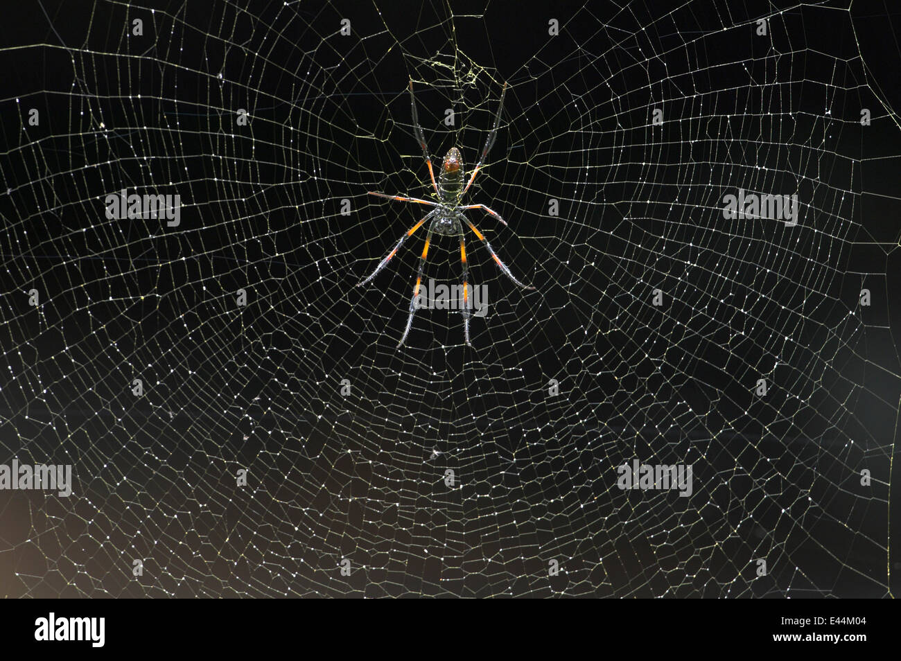 Giant Orb-web Spider {Nephila madagascariensis} Mantadia NP, Madagascar ...