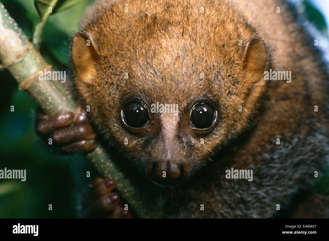 Potto High Resolution Stock Photography and Images - Alamy