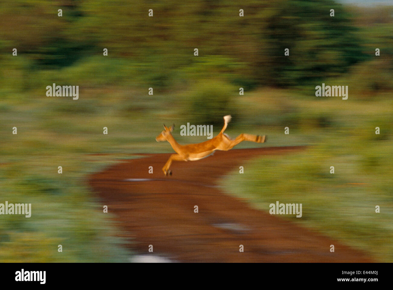 Impala, female leaping {Aepyceros melampus} Lake Manyara NP, Tanzania ...