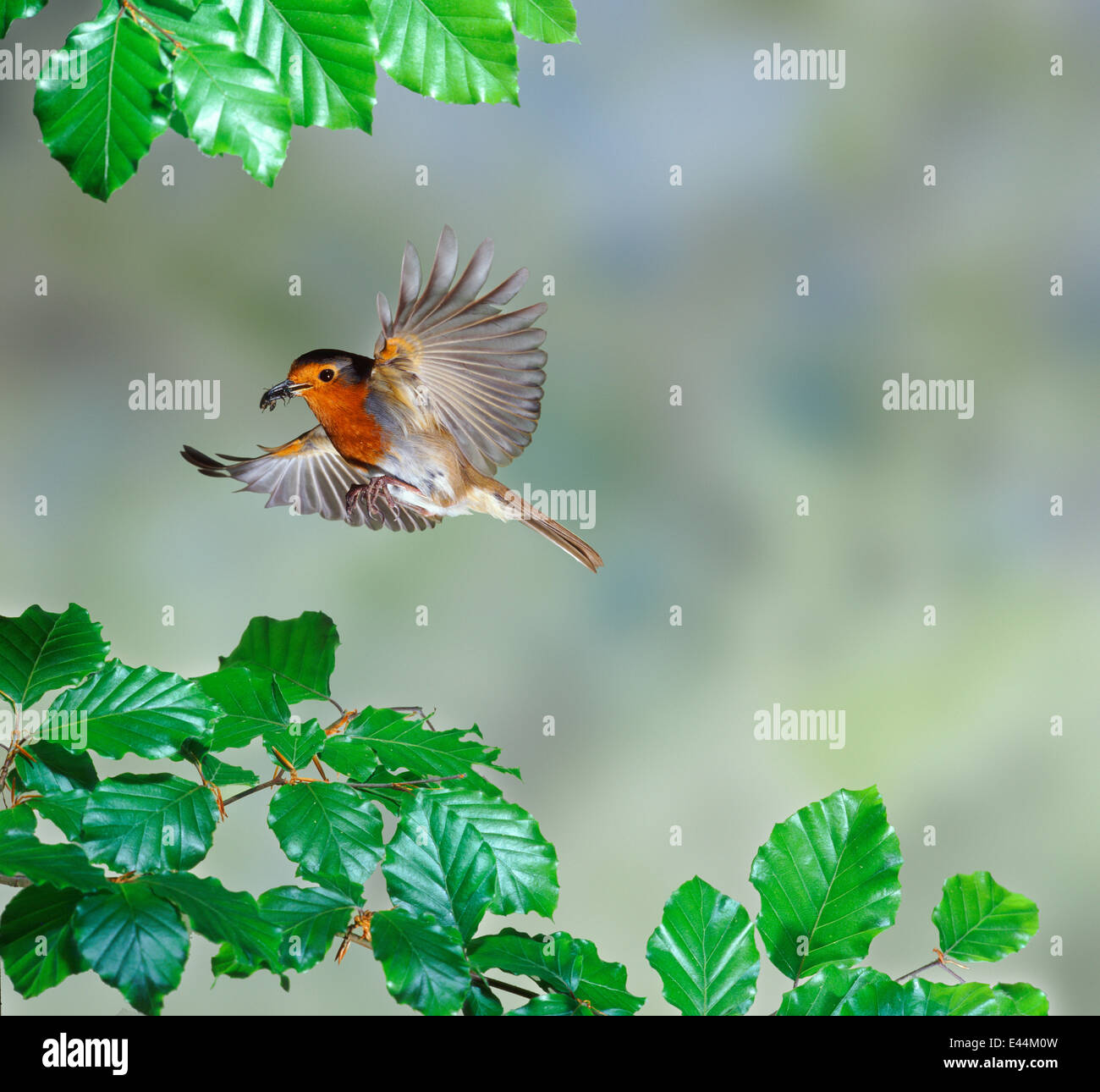 Robin in flight hi-res stock photography and images - Alamy