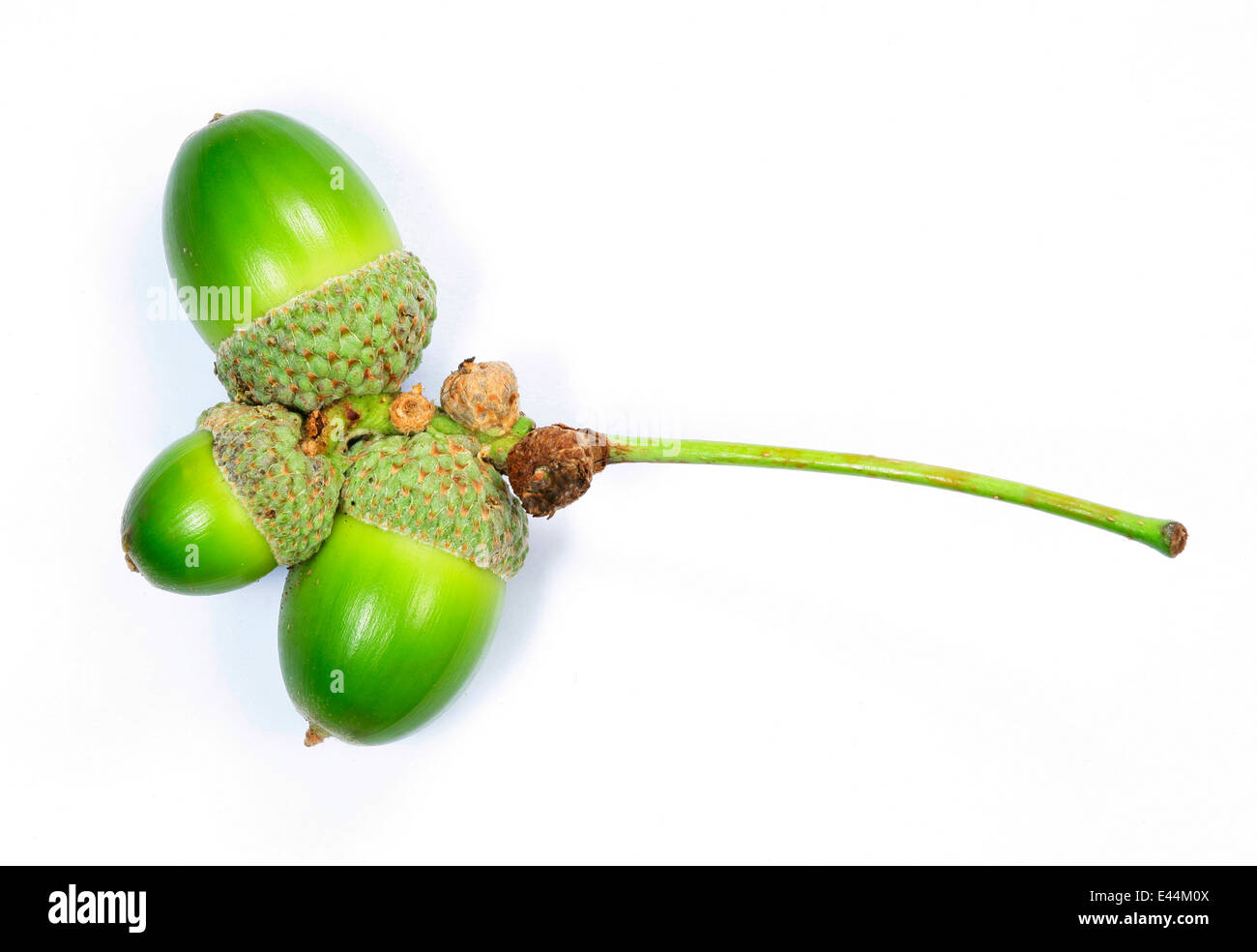 Pedunculate / English oak {Quercus robur} acorns, Surrey, England Stock ...