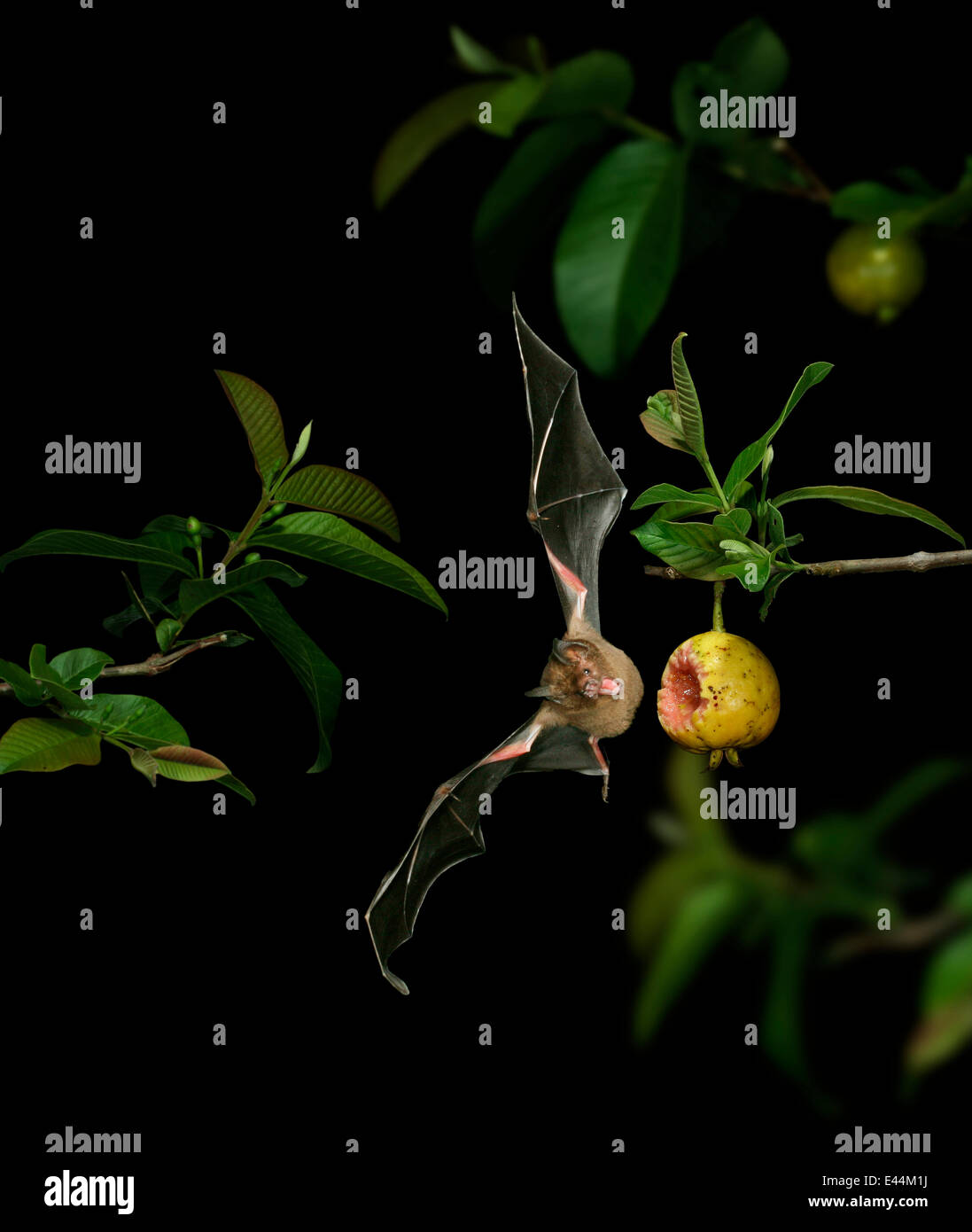 Short-tailed fruit bat {Carollia perspicillata} flying in to take a ...