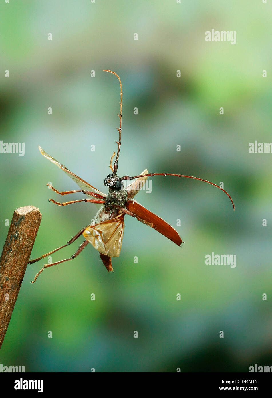 Beetles flight flying composite hi-res stock photography and images - Alamy