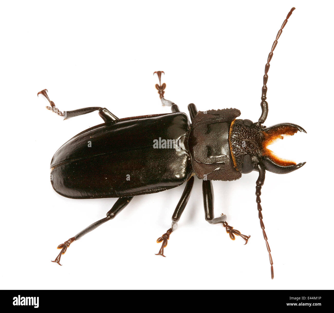 Tropical beetle (unidentified) Trinidad, West Indies Stock Photo - Alamy