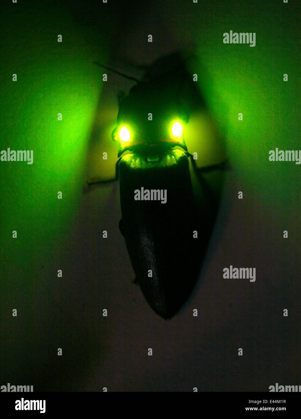 Tropical luminous click beetle {Pyrophorus sp.} Trinidad, West Indies ...