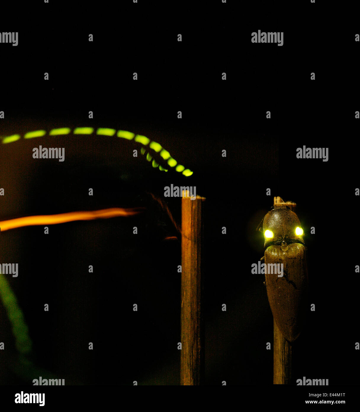 Tropical luminous click beetle {Pyrophorus sp} showing bioluminescence ...