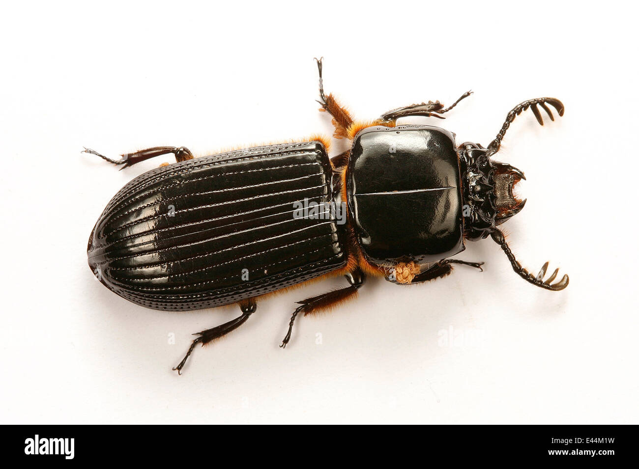 Tropical beetle {Lamellicornia} with load of phoretic mites, Trinidad ...