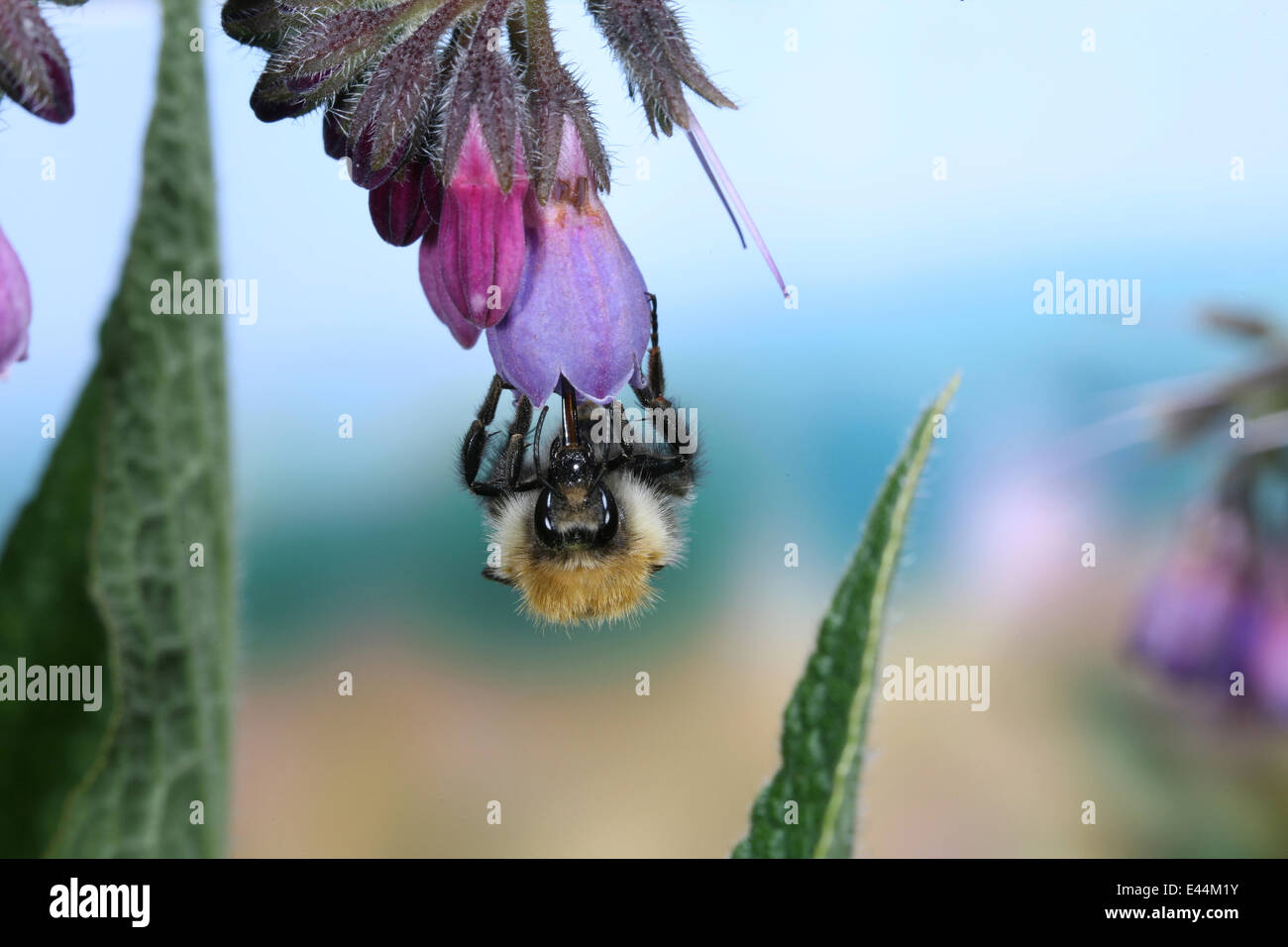 Common Carder Bee {Bombus pascuorum} queen collecting nectar from ...