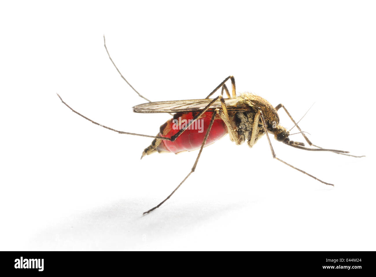 Mosquito (Aedes punctor) female resting after sucking blood from human arm. Sequence 4/4 Stock ...