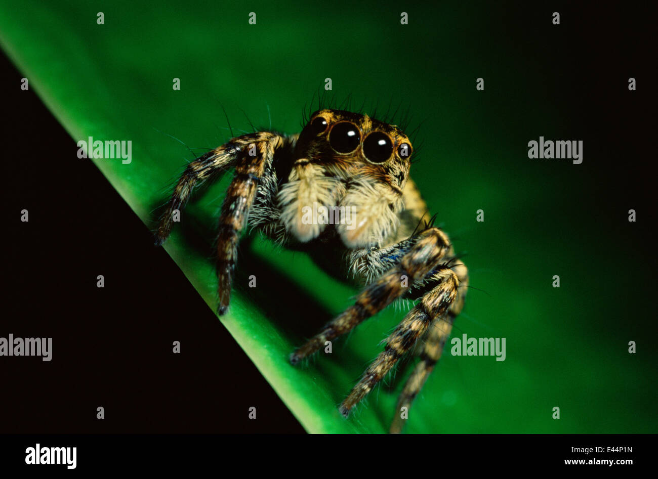 Jumping spider (Salticidae) in Sierra Madre National Park, Luzon ...