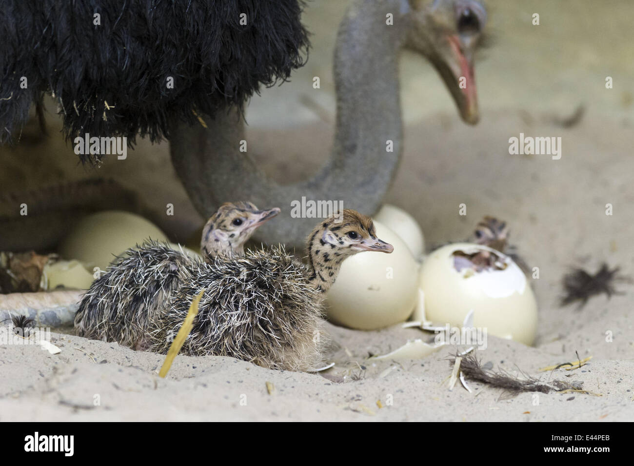 TEN OSTRICH CHICKS Zoo Basel's celebrated Ostrich couple have been at ...