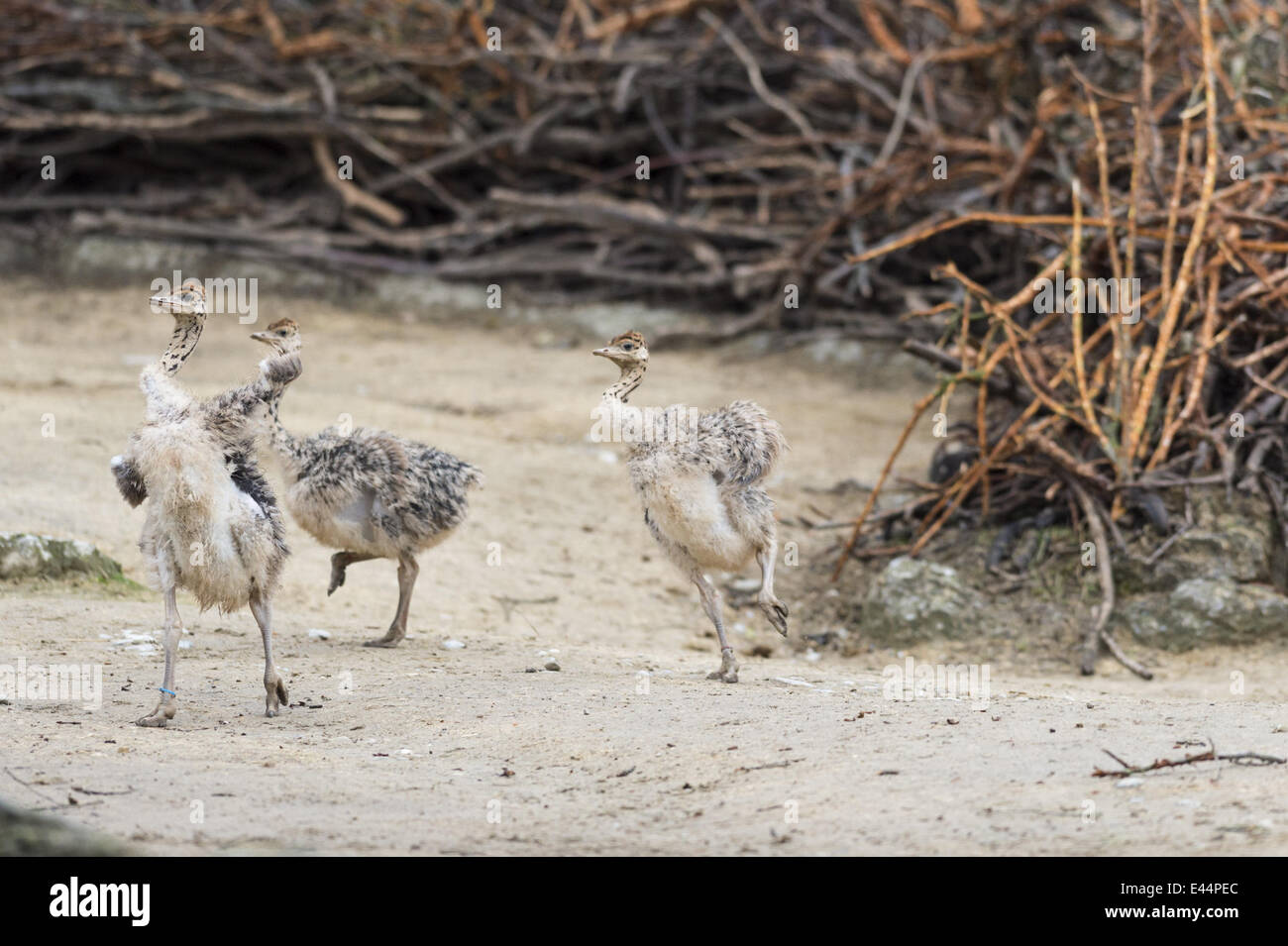 TEN OSTRICH CHICKS Zoo Basel's celebrated Ostrich couple have been at ...