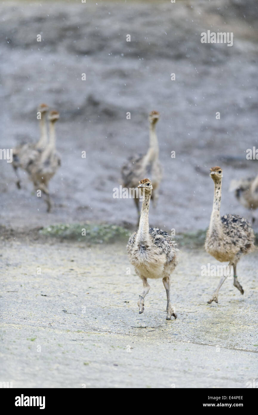 TEN OSTRICH CHICKS Zoo Basel's celebrated Ostrich couple have been at ...