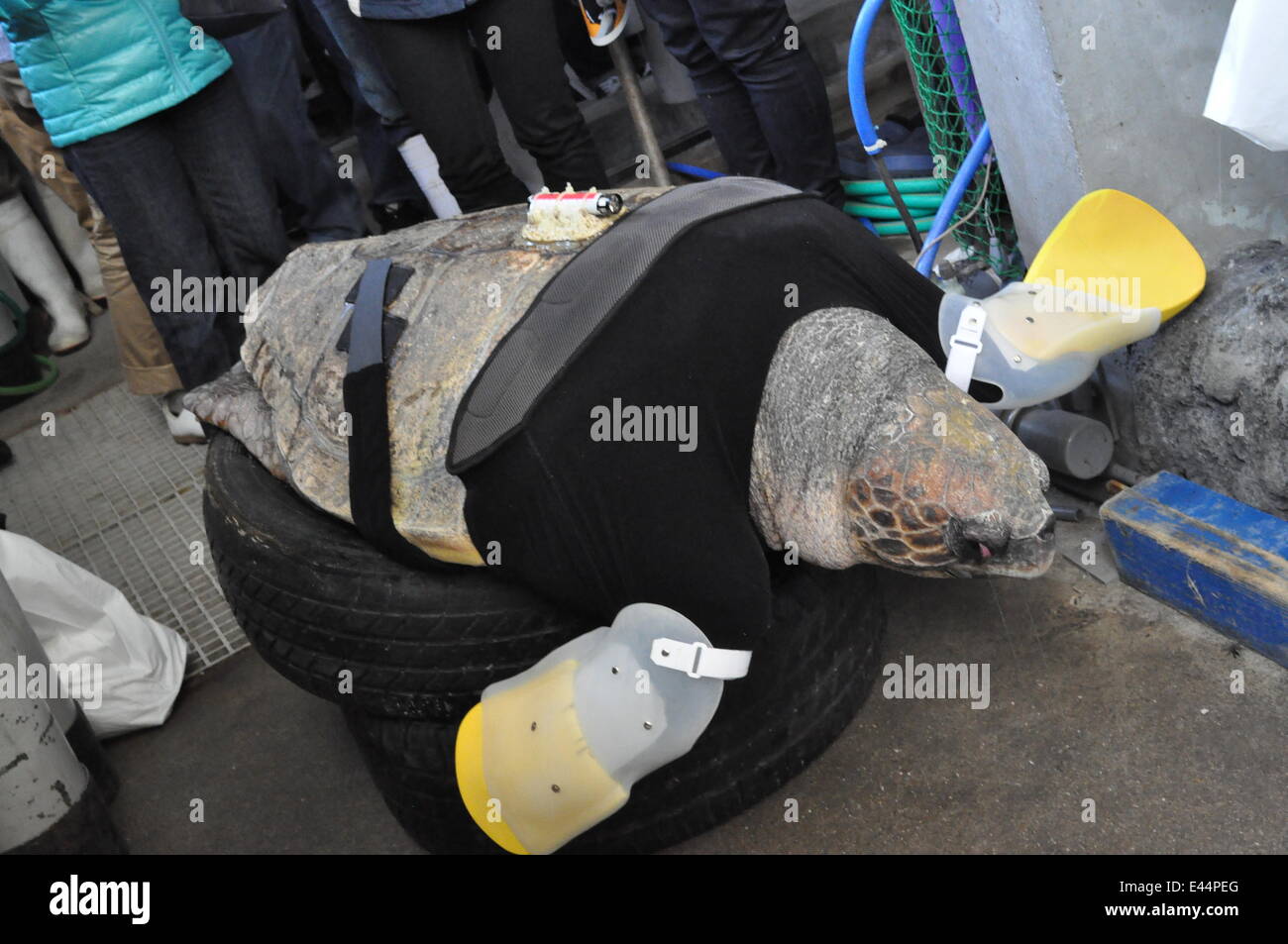TURTLE FITTED WITH ARTIFICIAL FLIPPERS An aquarium in Japan has shelled ...