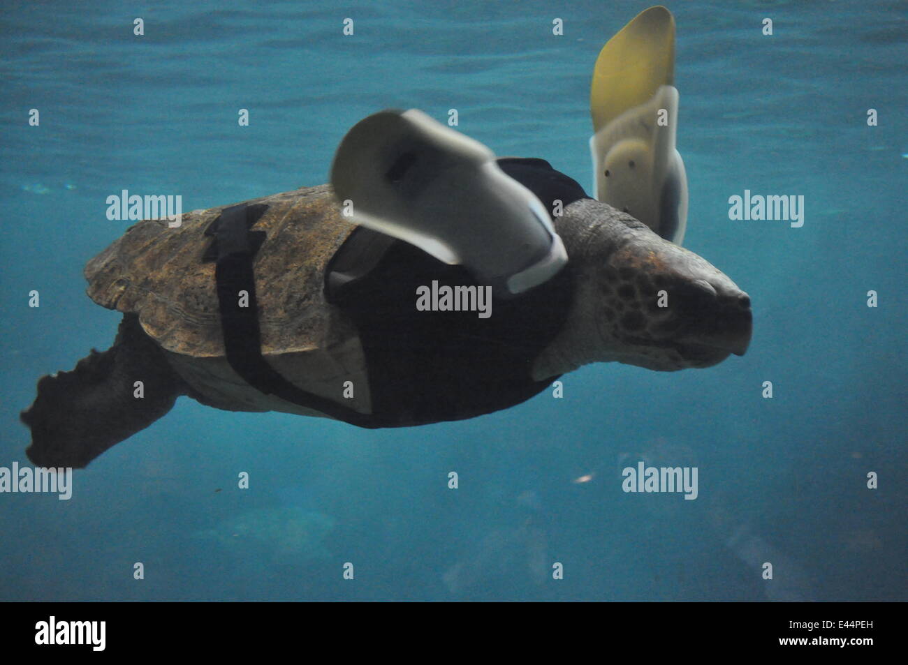 TURTLE FITTED WITH ARTIFICIAL FLIPPERS An aquarium in Japan has shelled ...