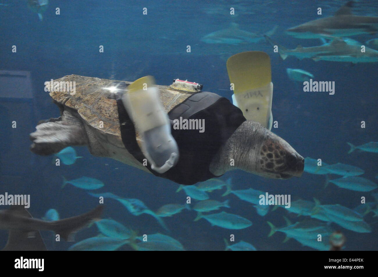 TURTLE FITTED WITH ARTIFICIAL FLIPPERS An aquarium in Japan has shelled ...