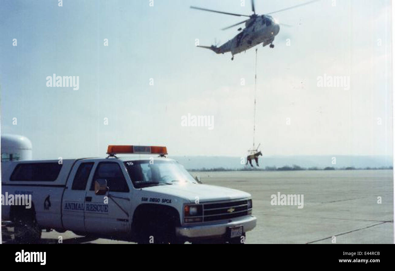Photograph of a helicopter, an HC1 SH-3, performing a horse rescue ...